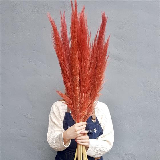 Orange Pampas Grass
